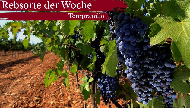 Die Bodega Weinshop - Wein kaufen im Online-Weinhandel